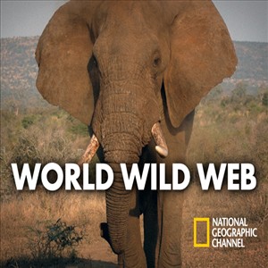 World Wild Web